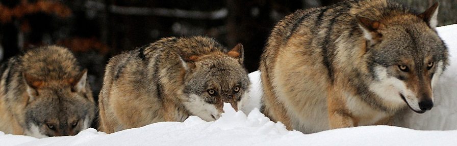 BBC Scotland - BBC Scotland - The controversial plan to bring wolves ...
