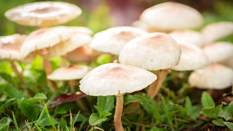 BBC Radio 4 - Curious Cases - The good and bad in fungi... Nine ...
