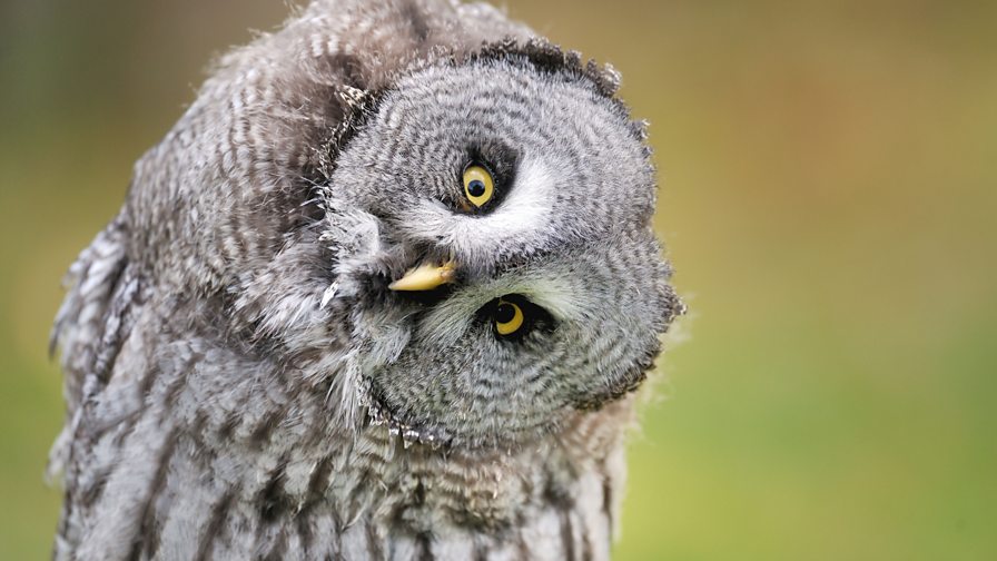 BBC Radio 4 - Radio 4 in Four - Seven things you didn’t know about owls
