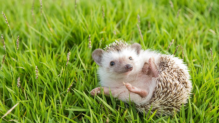 BBC Radio 4 - Radio 4 in Four - Nine things you didn’t know about hedgehogs