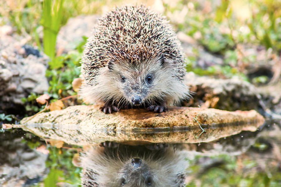 BBC Radio 4 - Radio 4 in Four - Nine things you didn’t know about hedgehogs