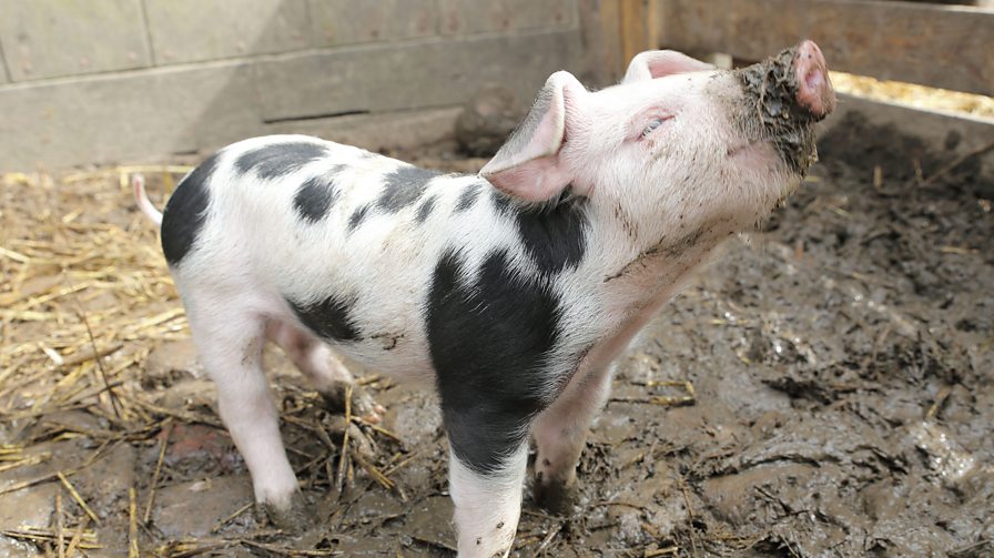 BBC Radio 4 - Radio 4 in Four - From snorts to snouts: ten facts about pigs