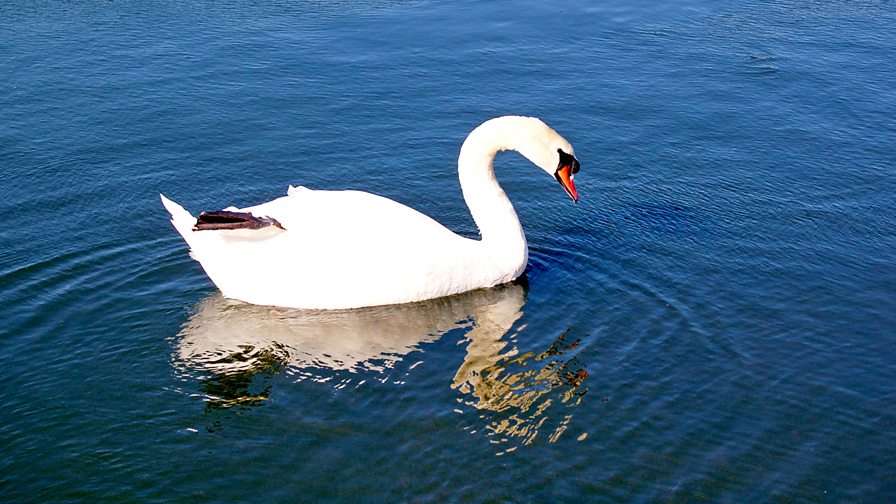 BBC Radio 4 - Natural Histories - Swanning about: Seven facts about Swans