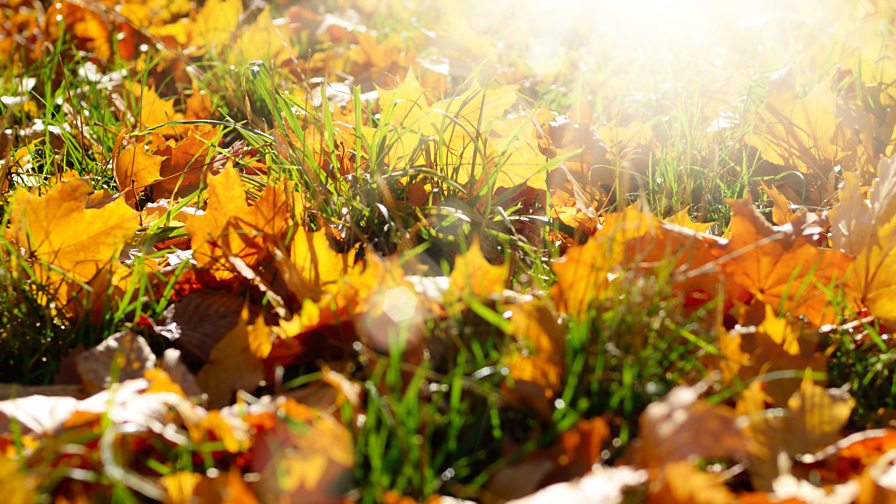 BBC Radio 4 - Radio 4 in Four - Six beautiful words to describe autumn