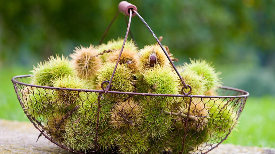 BBC Radio 4 - Radio 4 in Four - Nine bite-size facts about chestnuts