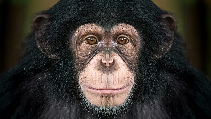 BBC Radio 4 - Don’t Tell Me The Score - How to manage your inner chimp