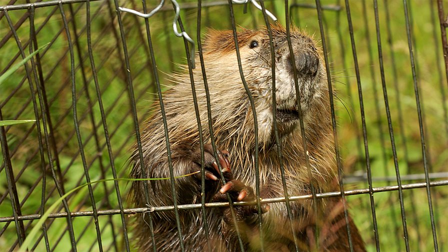 BBC Arts - Hay Festival, 2019 - Eager beavers: How nature’s engineers ...