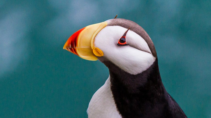 BBC Radio 4 - A Summer of Swallows - Thirteen proper puffin facts
