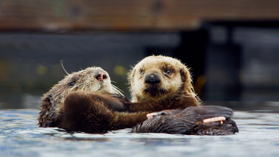 BBC Two - Animal Babies: First Year on Earth - Meet the animal babies