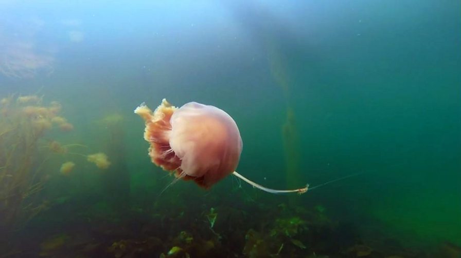 BBC Scotland - BBC Scotland - What lies beneath: a mermaid’s view of ...