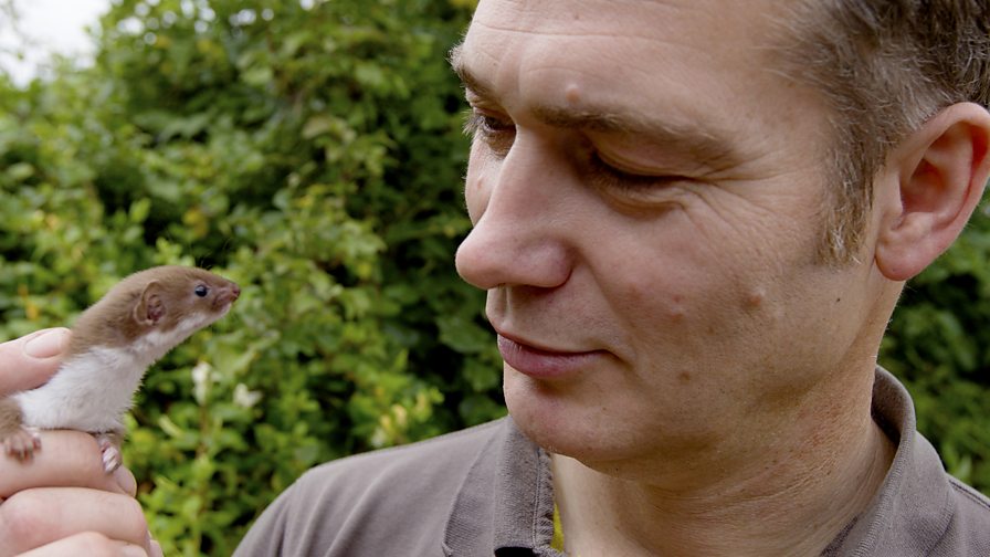 BBC Two - Natural World - Twiz: The Story of an Adorable Rescue Weasel