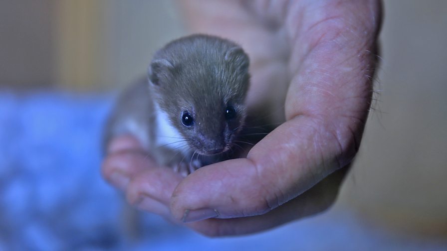 BBC Two - Natural World - Twiz: The Story of an Adorable Rescue Weasel