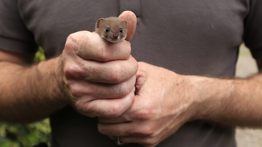 BBC Two - Natural World - Twiz: The Story of an Adorable Rescue Weasel