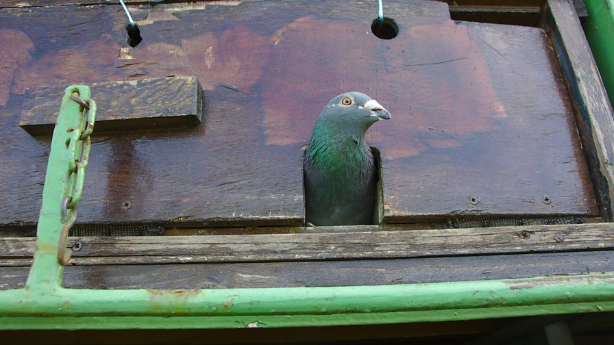 BBC Radio 4 - Radio 4 in Four - The pigeon: Britain’s most ...
