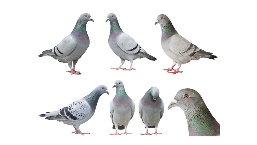 BBC Radio 4 - Radio 4 in Four - The pigeon: Britain’s most ...