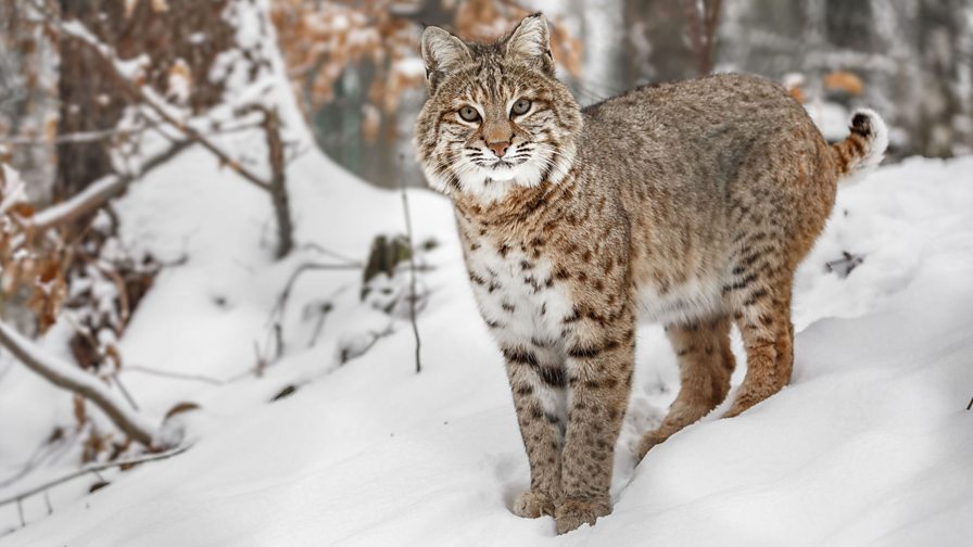 BBC One - Snow Animals - Stunning survivors: the secret skills of snow ...