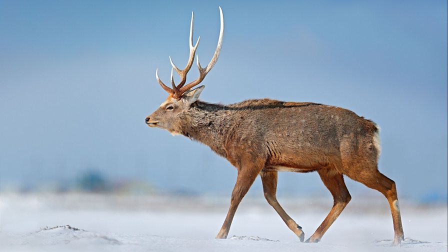 BBC One - Snow Animals - Stunning survivors: the secret skills of snow ...