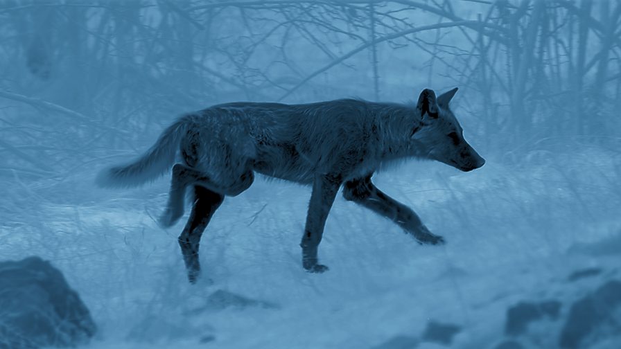 BBC One - Seven Worlds, One Planet - Filming the world's most ...