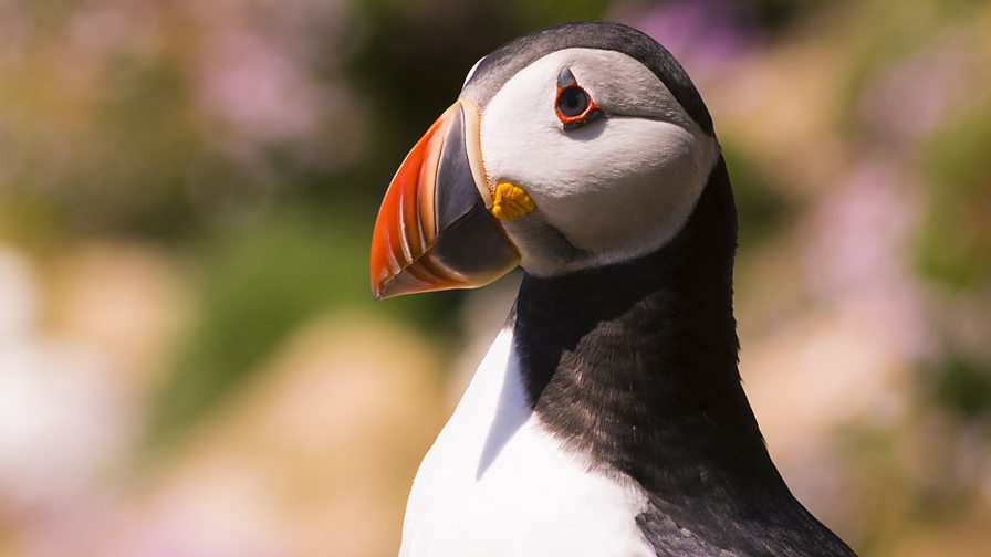 BBC Four - Secrets of Skin - The most extraordinary skin on the planet