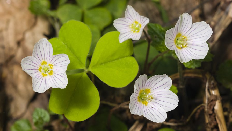 BBC Radio 4 - Radio 4 in Four - 12 British wild plants that tell the ...