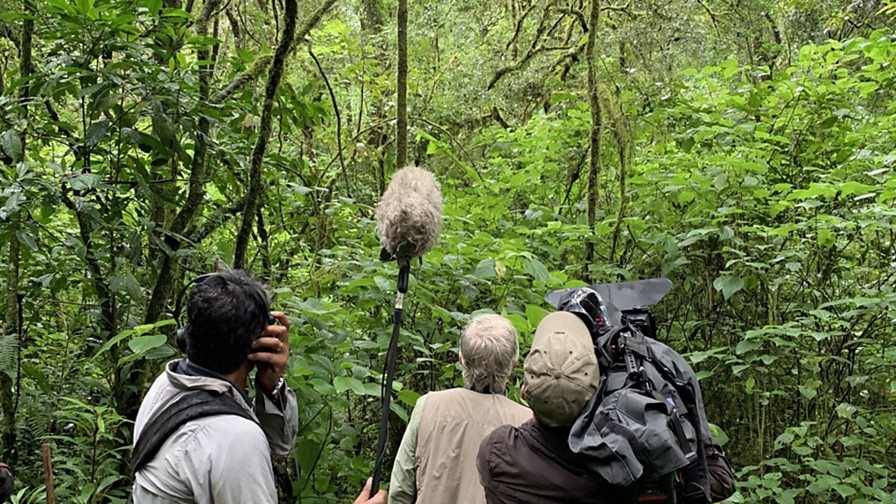 BBC One - Primates - Protecting primates through ecotourism