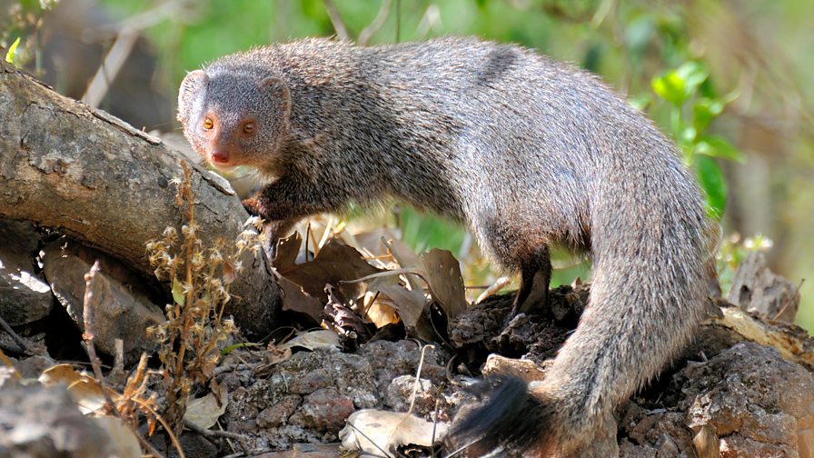 BBC Radio 4 - Radio 4 in Four - The Curious Case of the Talking Mongoose