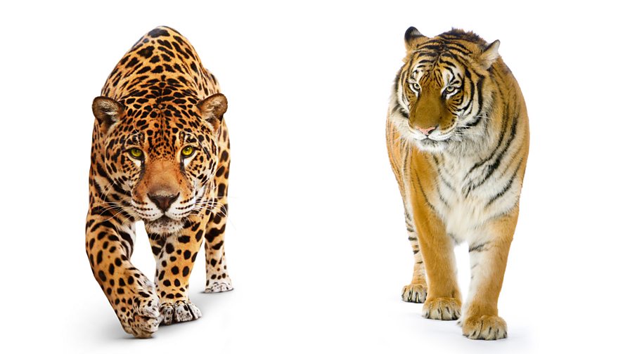 BBC Radio 4 - Radio 4 in Four - Six animals that eat people