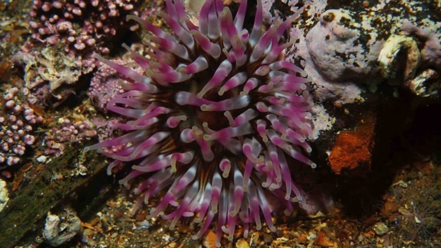 BBC - Rockpooling in Portrush