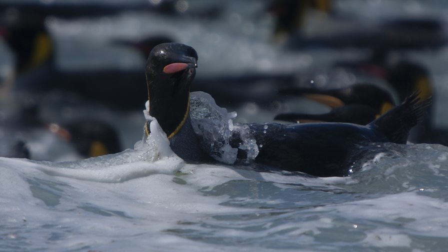 BBC One - Penguins: Meet the Family - How many penguins are there?