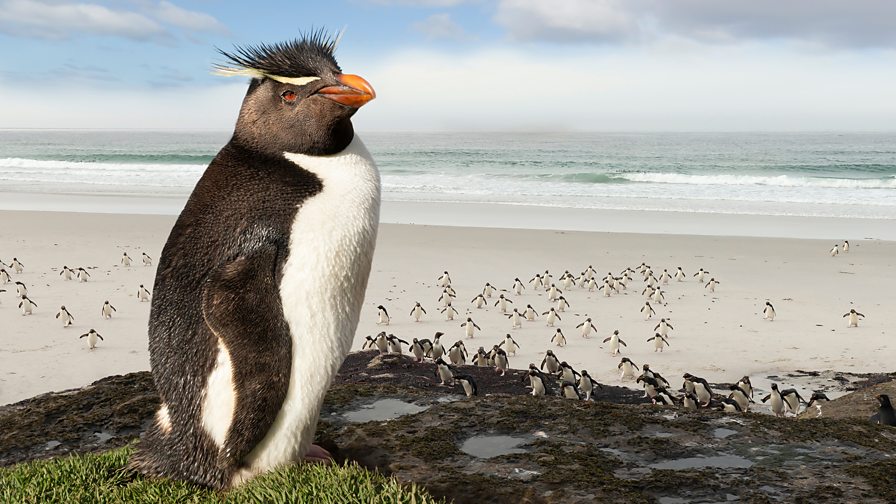 BBC One - Penguins: Meet the Family - How many penguins are there?