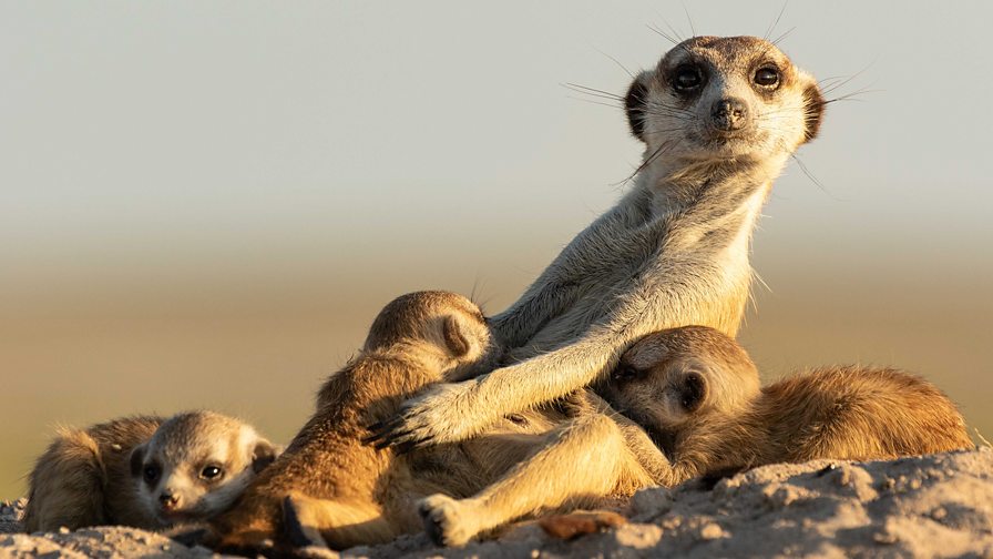 BBC One - Dynasties - Kidnapping babies and other strange meerkat behaviour