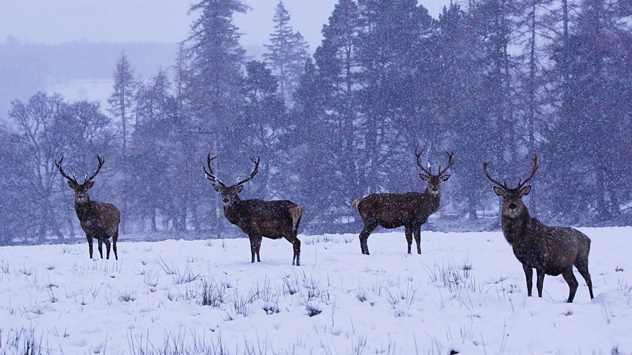 BBC Two - Winterwatch - Winter wildlife photography