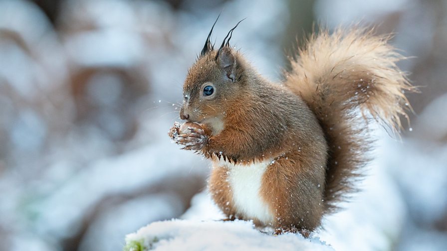 BBC Two - Winterwatch - Winter wildlife photography