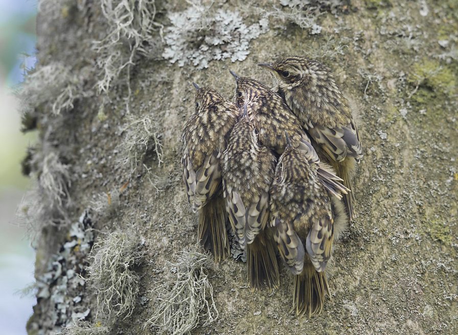 BBC Two - Springwatch - In pictures... The magic of spring
