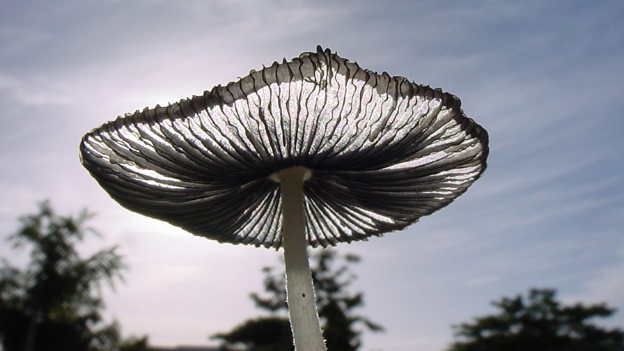 BBC Radio 4 - Seriously... - How do we send a message to the far future?