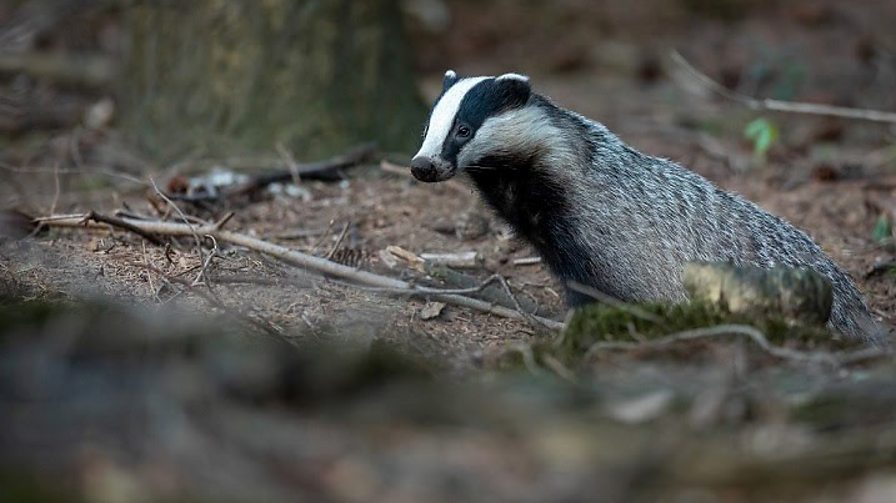 BBC Blogs - Springwatch - Nocturnal wildlife to spot