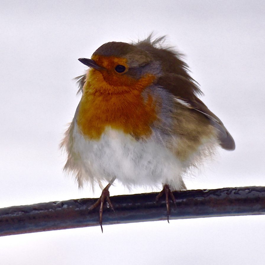 BBC Blogs - Springwatch - Hedging our bets for wildlife