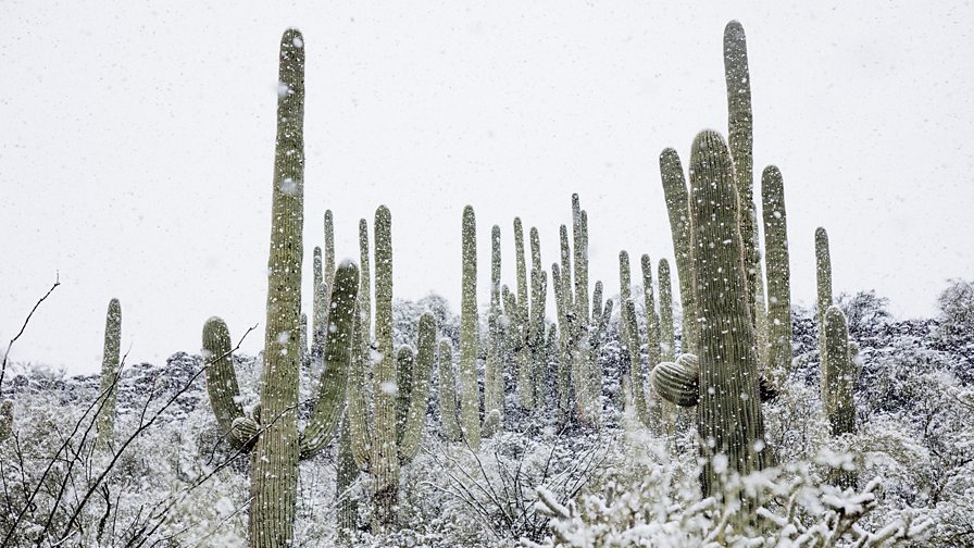 BBC One - The Green Planet - Snow and flowers: Filming two rare desert ...