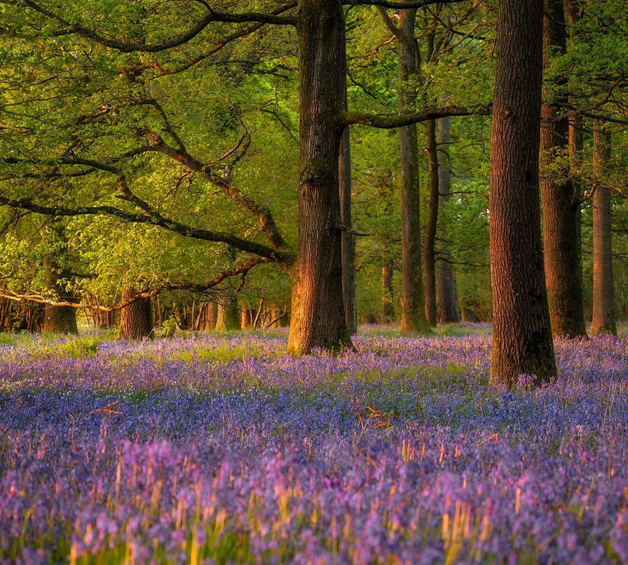 BBC Two - Springwatch - Your spring wildlife photography: Top ten countdown