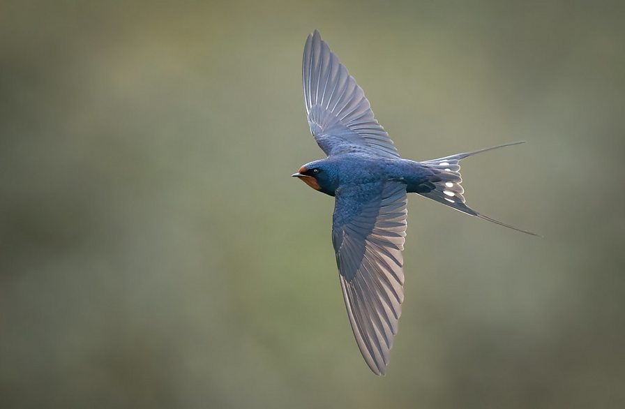 BBC Two - Springwatch - Your spring wildlife photography: Top ten countdown