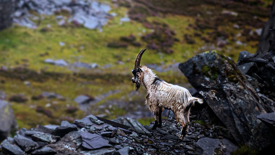 BBC Radio 4 - The Witch Farm - The Story of The Witch Farm