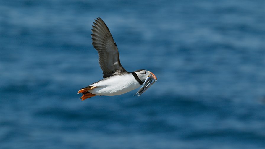 BBC One - Wild Isles - Plucky puffins and David Attenborough – two ...