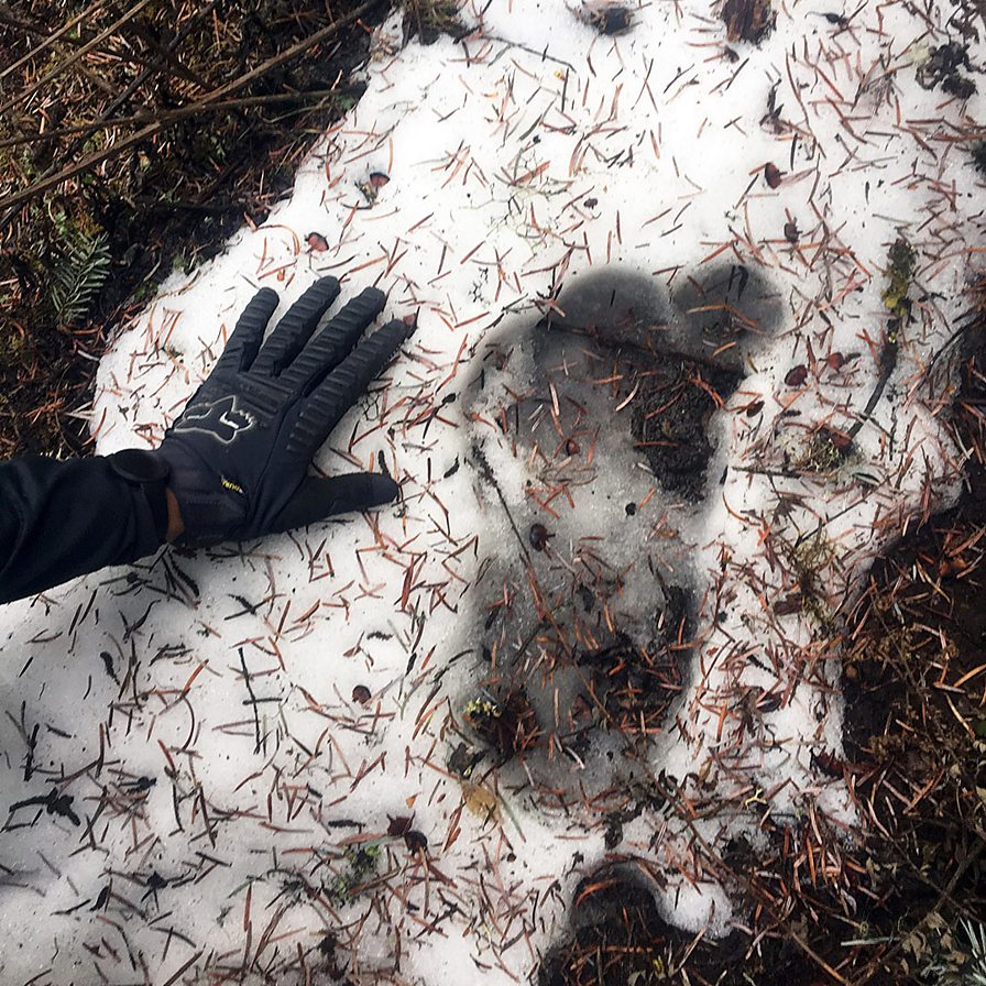 BBC Radio 4 - Yeti - Seven reasons why the yeti might actually exist