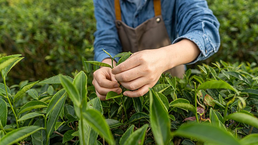 BBC Radio 4 - All Consuming - How did tea become the nation's favourite ...