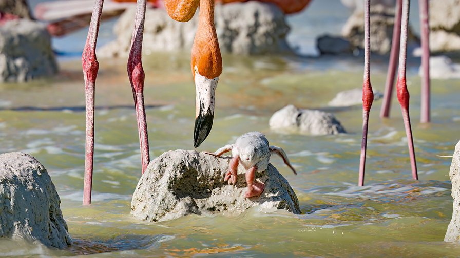 BBC One - Planet Earth III, Series 1, Coasts