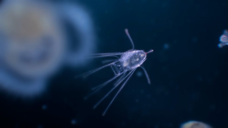 BBC One - Planet Earth III - Plankton: An unseen universe