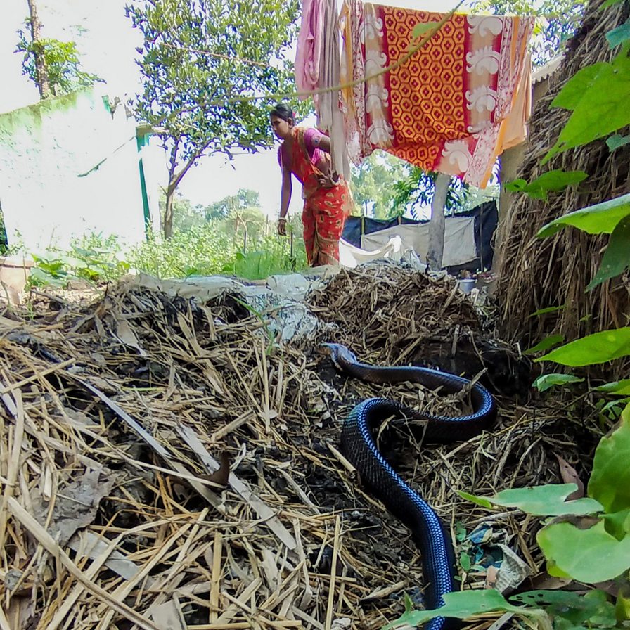 BBC One - Planet Earth III - Living alongside cobras