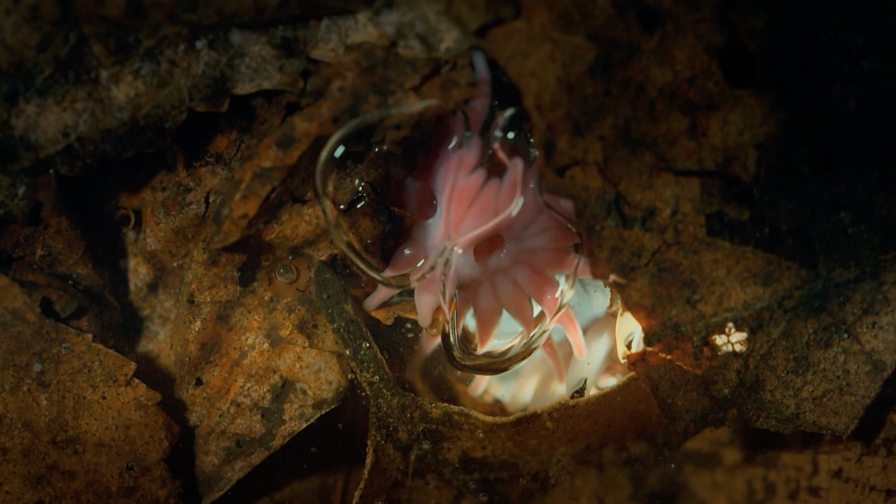 BBC One - Mammals - 25 years studying a remarkable mammal - the star ...