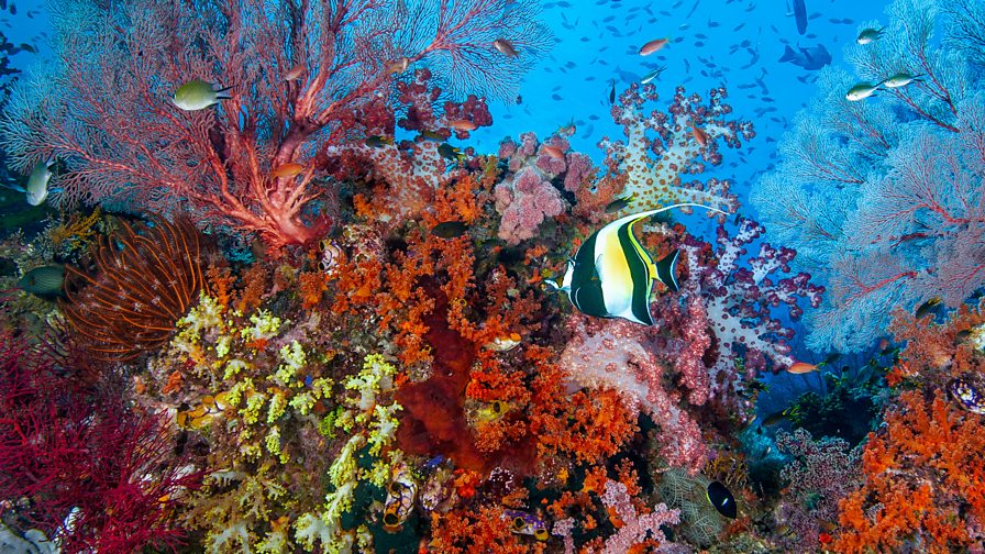 BBC One - Asia - Reef rivals: sharks on the hunt for Moorish idols