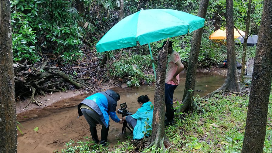 BBC One - Asia - Purple frog: the most critical night